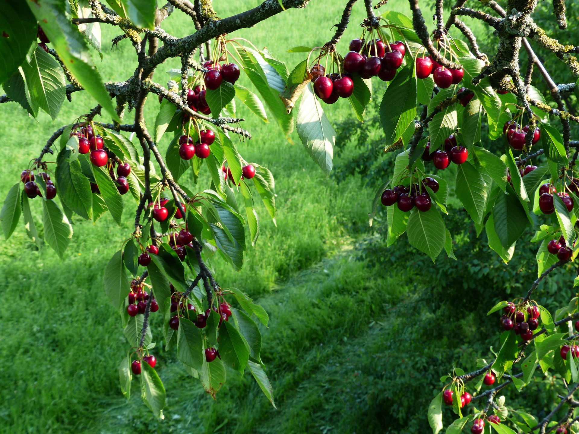 Cherry Orchard - Pick Your Own Fruit - Organic and Fresh