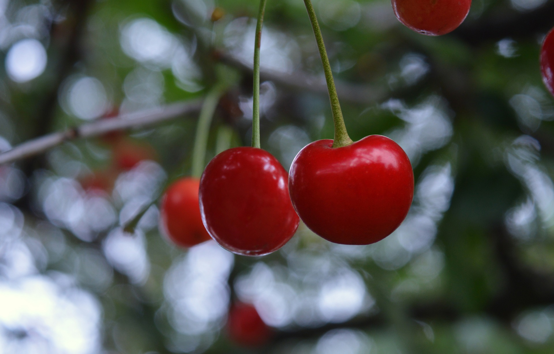 Cherry Orchard - Pick Your Own Fruit - Organic and Fresh